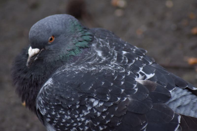 Puffed Pigeon Stock Photos - Free & Royalty-Free Stock Photos from ...