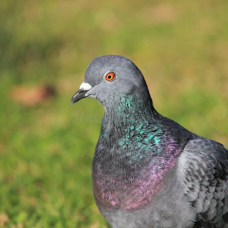 Portrait of Rock Dove in Sunlight by Blurred Meadow Background Stock ...