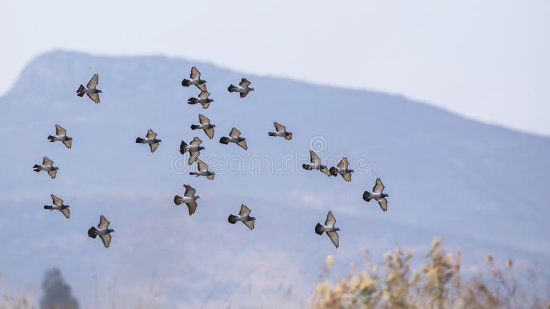 Rock Doves in Flight stock photo. Image of wild, ornithology - 199646424