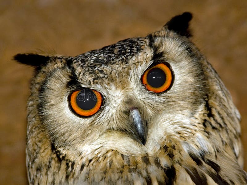 Rock Eagle Owl stock image. Image of eagle, bengal, female - 13160063