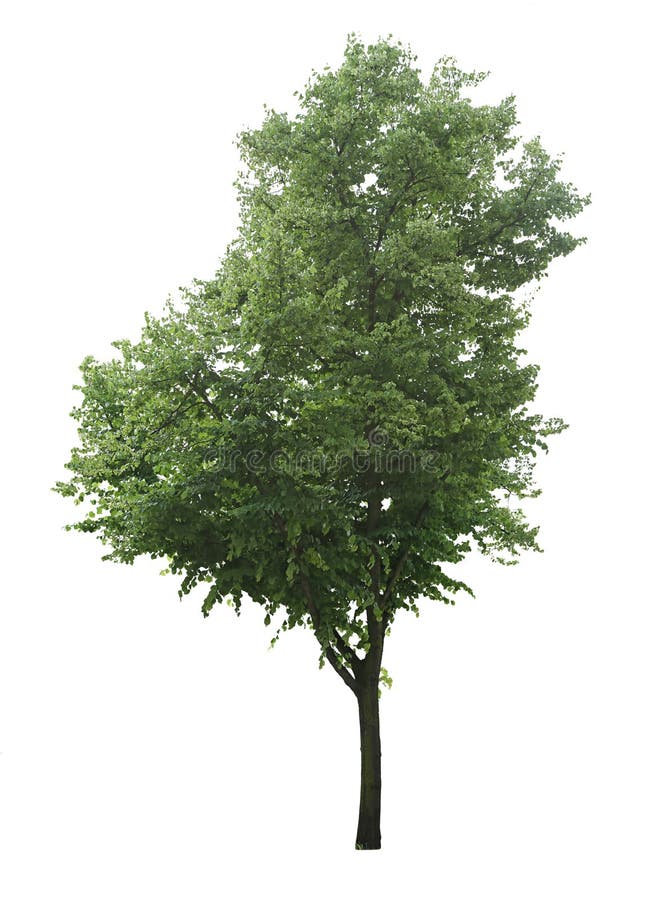 Rock Elm, Deciduous Green Leafed Tree, Cutout on White Background Stock ...