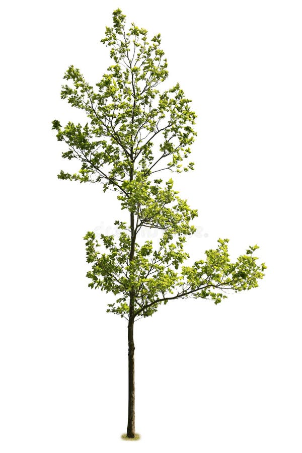 Rock Elm, Tree Isolated on White Background. Cutout Plant Stock Image ...