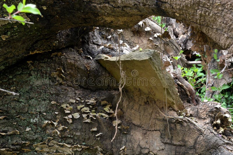 Rock Encased in a Fallen Tree Stock Image - Image of root, fallen ...