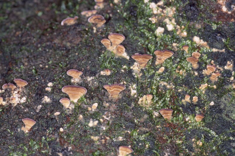 Rock stock photo. Image of strata, dome, formation, face - 81597582