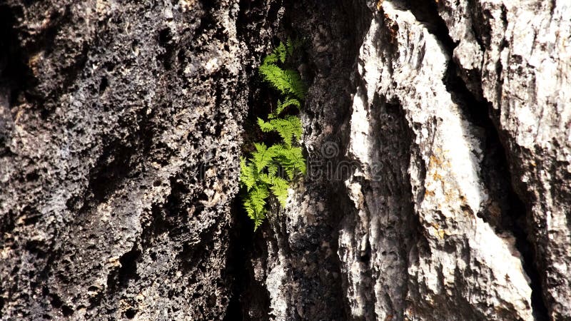 Rock Face with Ferns in Shell Limestone Stock Photo - Image of closeup ...