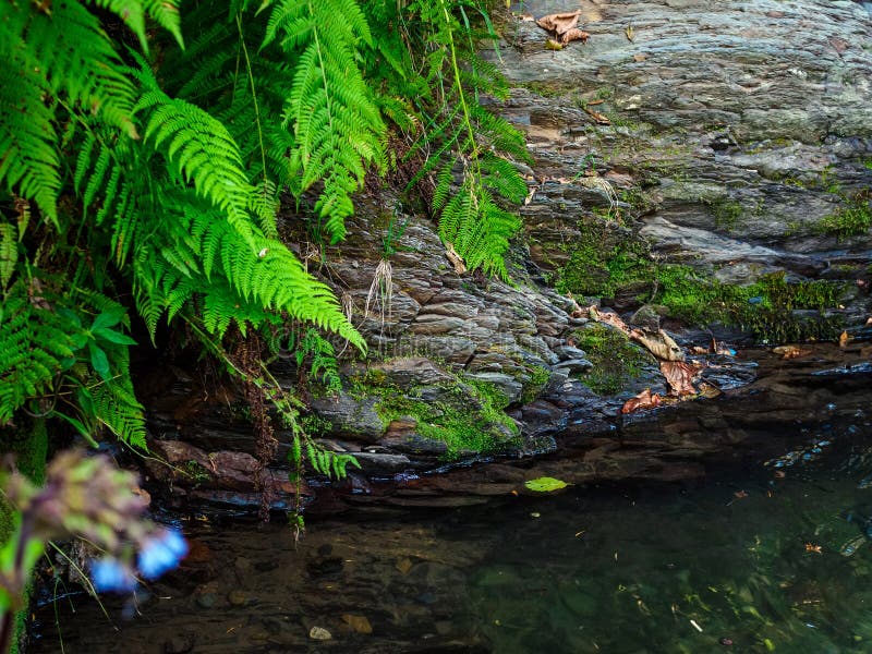 Rock and Fern Near a Stream in the Mountains Stock Image - Image of ...