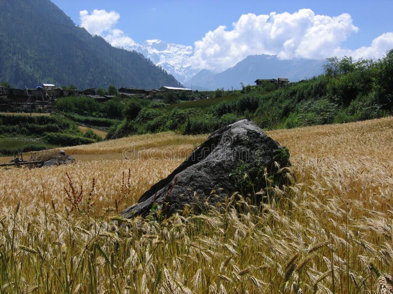 Rock in Field stock photo. Image of nepal, remote, annapurna - 4294382