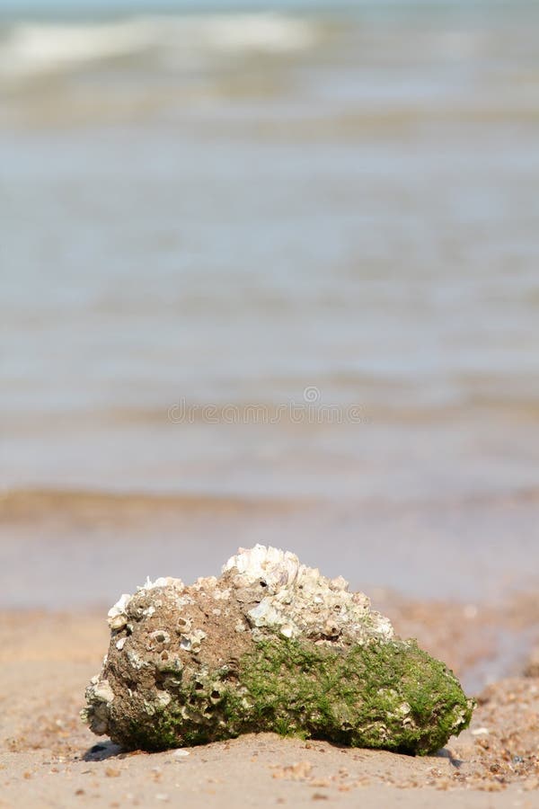 Barnacle on a rock stock photo. Image of boating, barnacles - 83961748