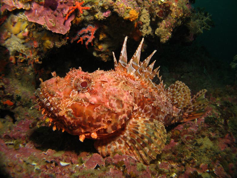 Red Rock Sea Fish stock image. Image of aquatic, school - 34613739