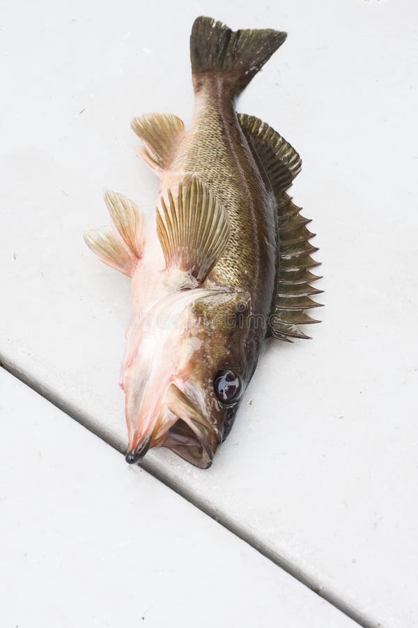 Rock Fish in Boat stock photo. Image of rockfish, animal - 27492120