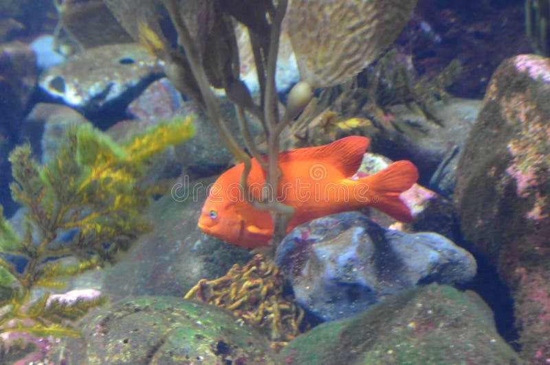 Rock fish stock photo. Image of seaweed, saltwater, scuba - 79281270