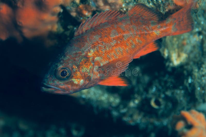 Rock Fish stock photo. Image of scales, travel, deep - 56917112