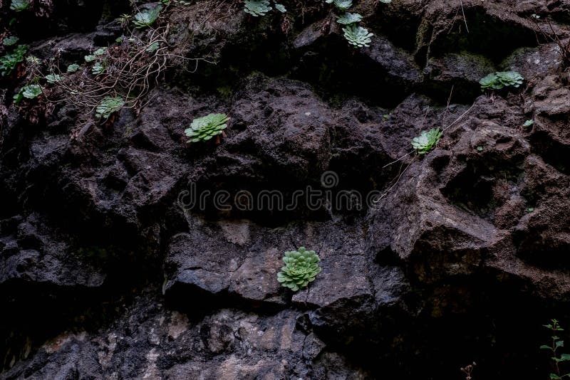 Rock Flora in a Madeira Levada Stock Image - Image of rock, island ...