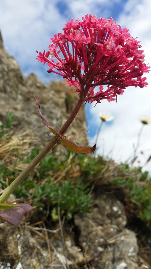 Rock flower stock image. Image of flower, rock, face - 65149673