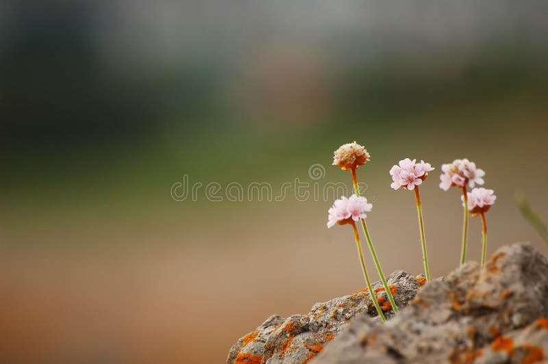 Rock flowers stock photo. Image of flowers, soft, blooms - 12994566