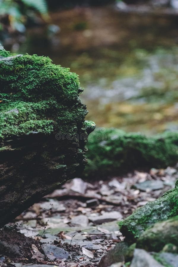 Rocks and Mosses in the Mountain Forest Stock Image - Image of beauty ...