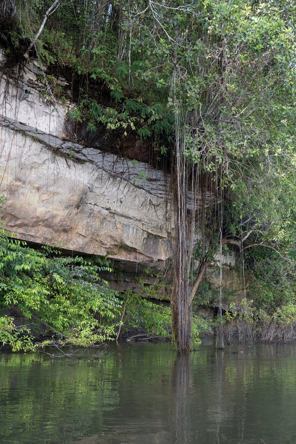 Trombetas River, Para State, Brazil Stock Photo - Image of trees, tree ...