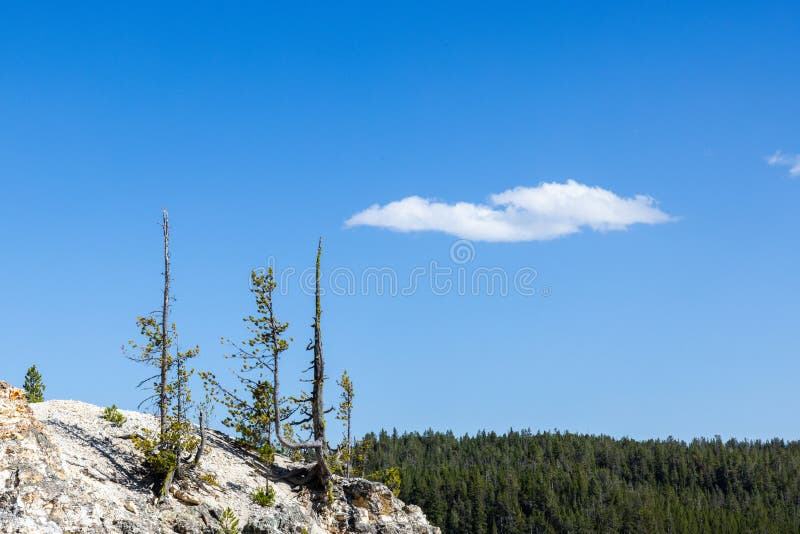 Rock Formation with Growing Pine Trees Pine Tree Forest in the ...