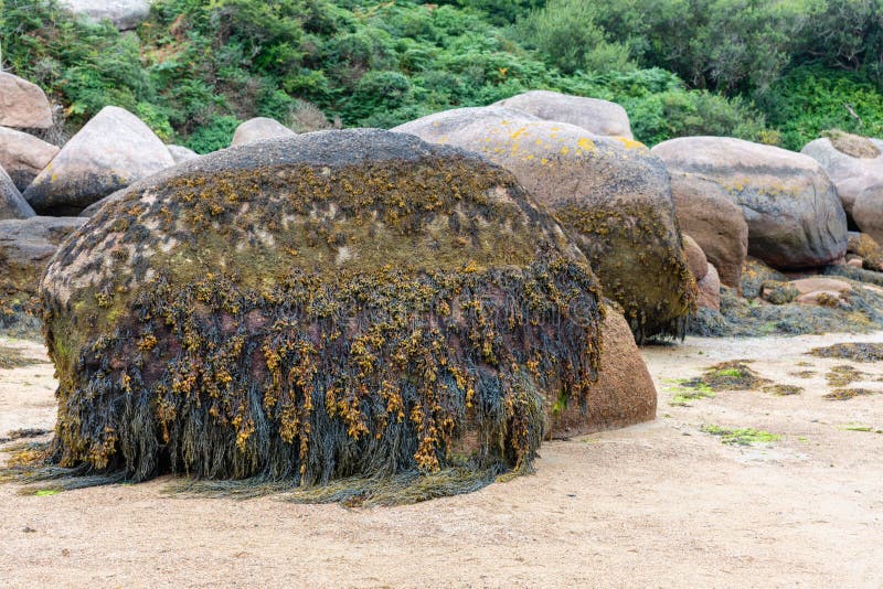 Rose granite coast stock image. Image of architecture - 135546669