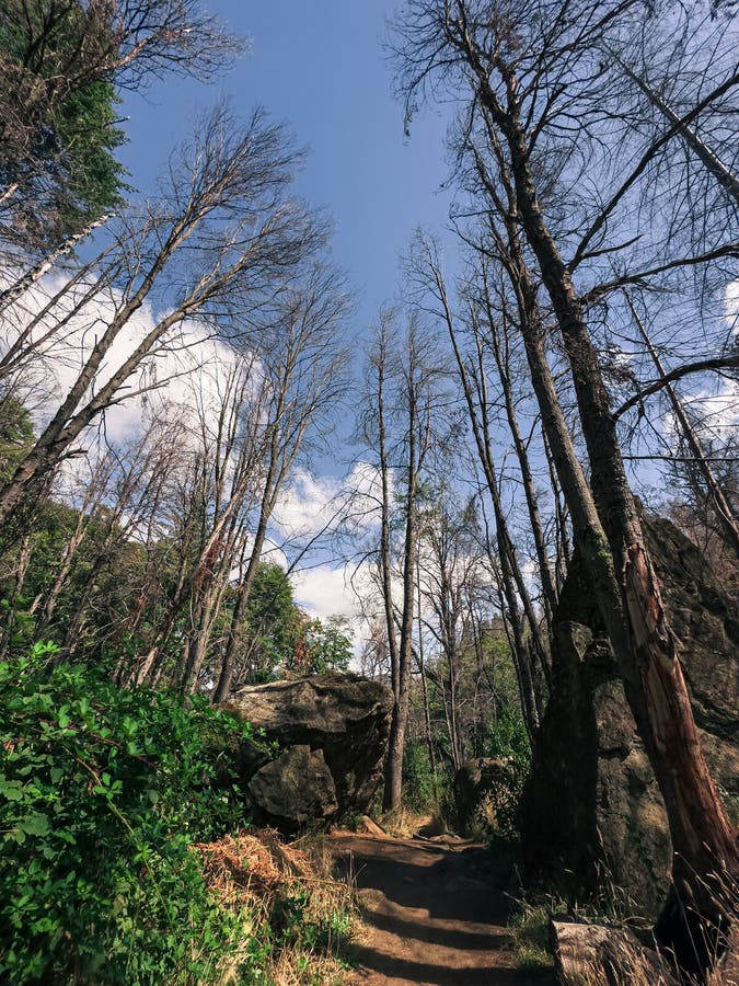 Rock Formation on the Trail in the Forest Stock Photo - Image of path ...
