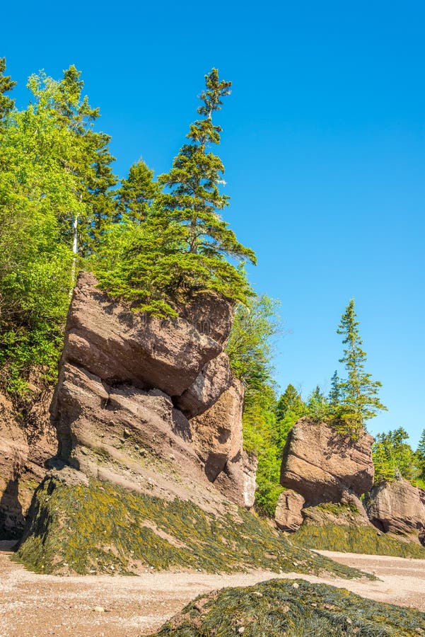 Rock Formation with Trees in Bay of Fundy, New Brunswick - Canada Stock ...