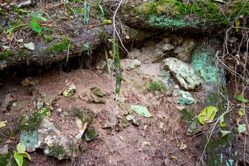 Rock Formation Under the Roots of Trees in the Ground Stock Photo ...