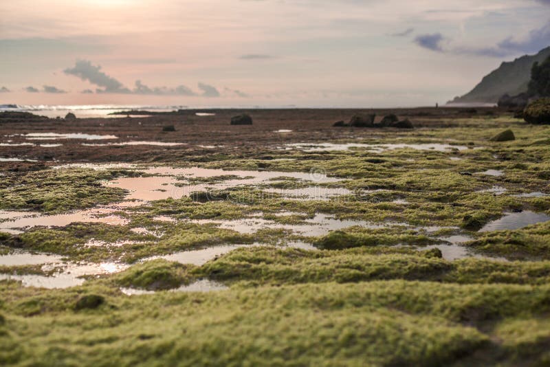 Rock Formations at Low Tide on the Ocean Stock Photo - Image of coast ...