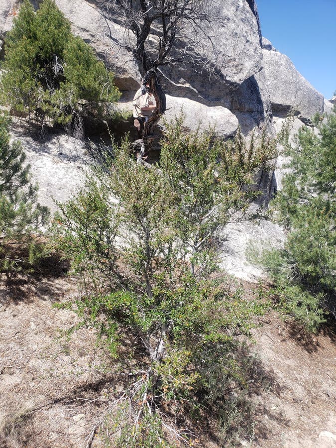 Rock formations and trees stock photo. Image of terrain - 196806152