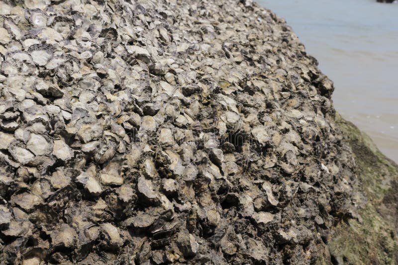 A Rock Formed from Many Fossilized Shells Stock Photo - Image of formed ...