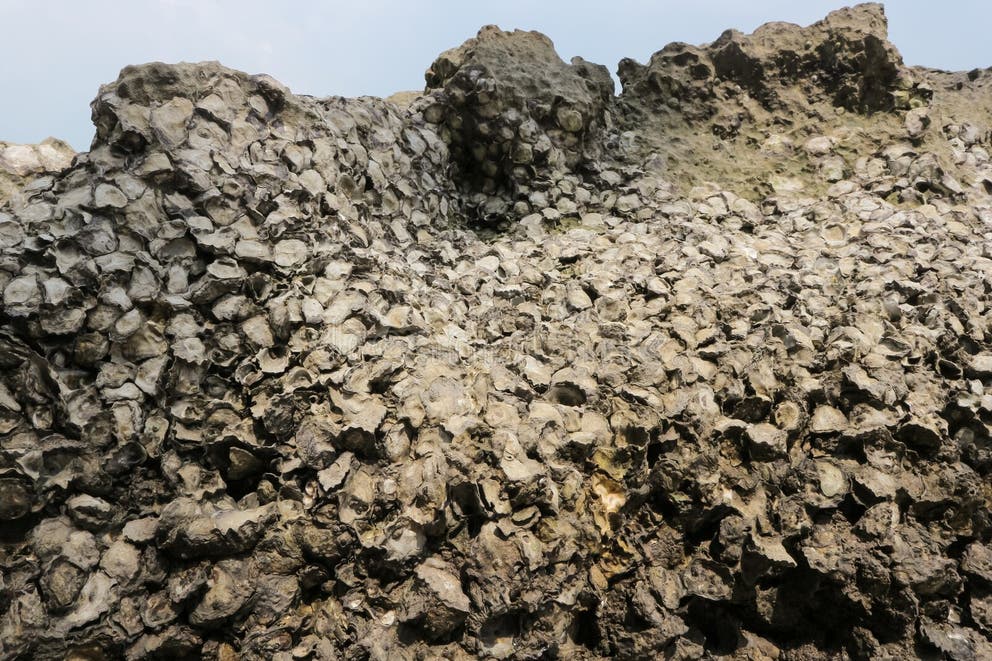 A Rock Formed from Many Fossilized Shells Stock Image - Image of beach ...