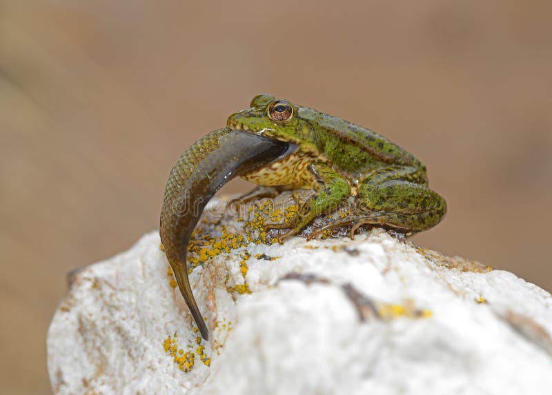 On the Rock, the Frog is Eating Fish Stock Photo - Image of hunt ...