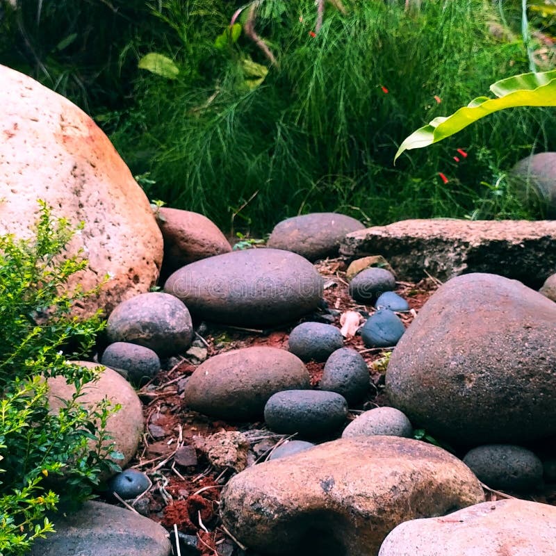 Rock garden grass stock photo. Image of boulder, tree - 223555122