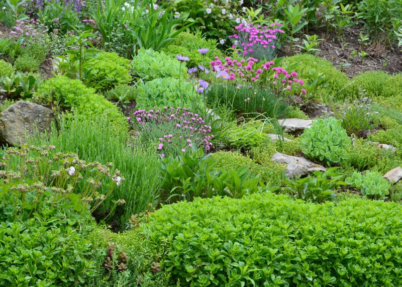 Rock garden in Spring stock image. Image of garden, yard - 83757657