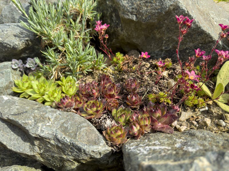 Rock Garden with Succulent Plants in the Garden Stock Image - Image of ...