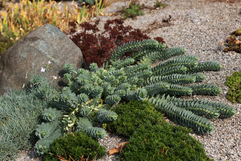 Rock garden of succulents stock image. Image of horticulture - 109656421