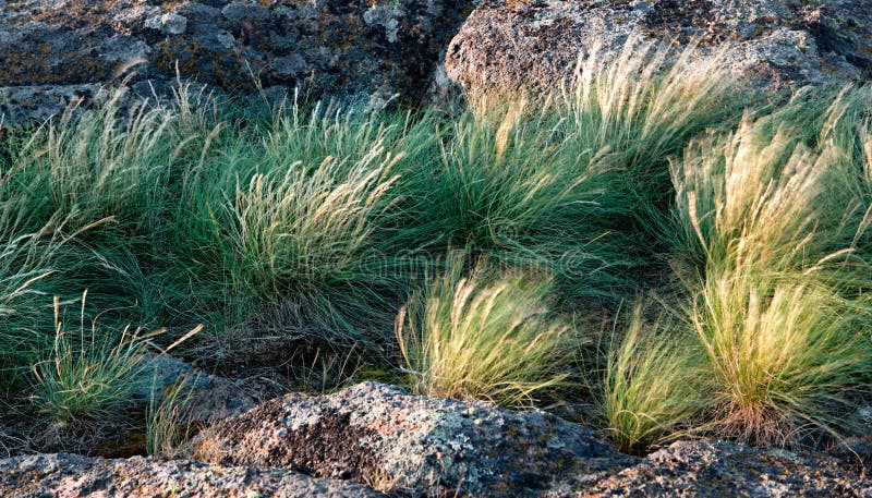 Rock and grass stock photo. Image of structure, details - 27770982