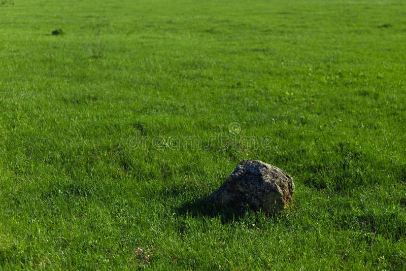 Rock in Grass. Natural Texture Background. a Stone on Green Lawn Stock ...