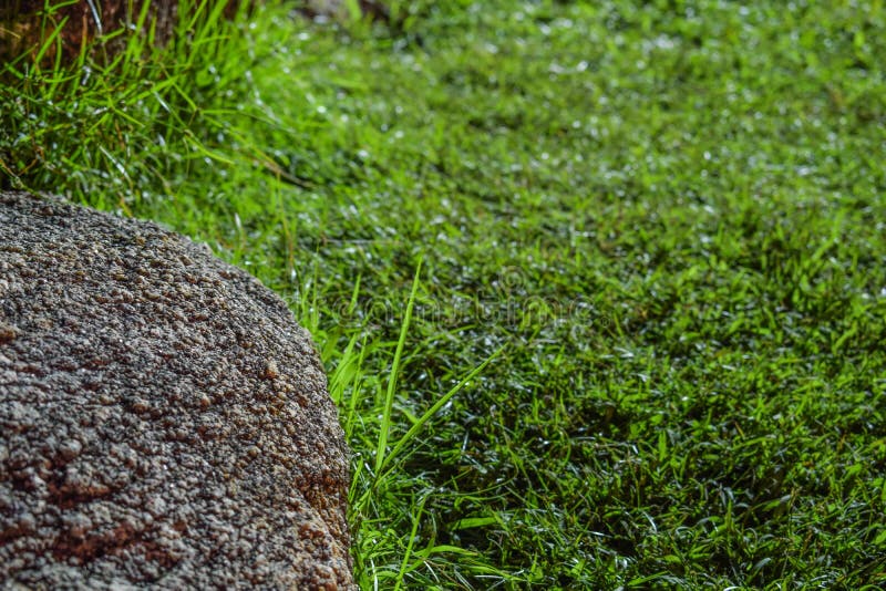 Rock and Grass stock image. Image of rock, isolated - 134508967