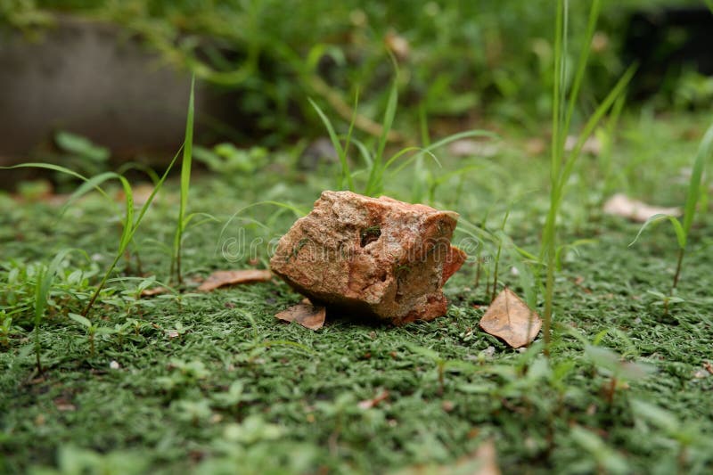 A Rock on the Grass and Small Grass Around it Stock Photo - Image of ...