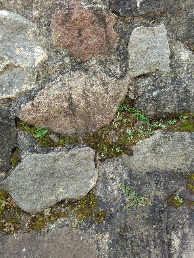 Rock grass stock photo. Image of white, rock, leaf, tree - 83546858