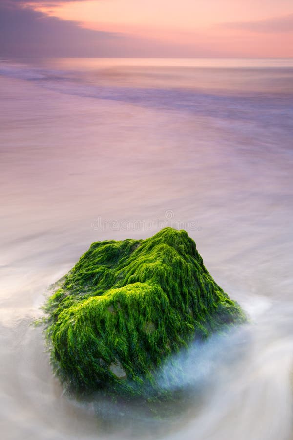 Rock with Green Algae in the Sea at Sunrise Stock Image - Image of ...