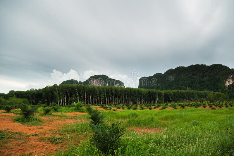 Rock with Green Trees Against a White Sky View from Below Stock Image ...