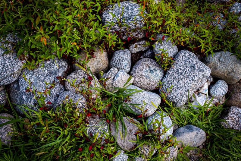Rock bottom. stock image. Image of rock, nature, lively - 158154157