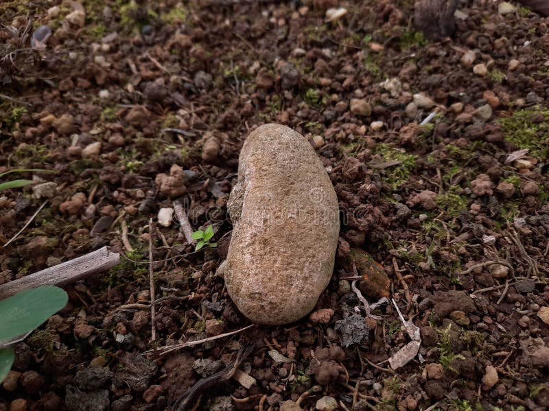 Rock on the ground stock photo. Image of plant, flower - 220392386