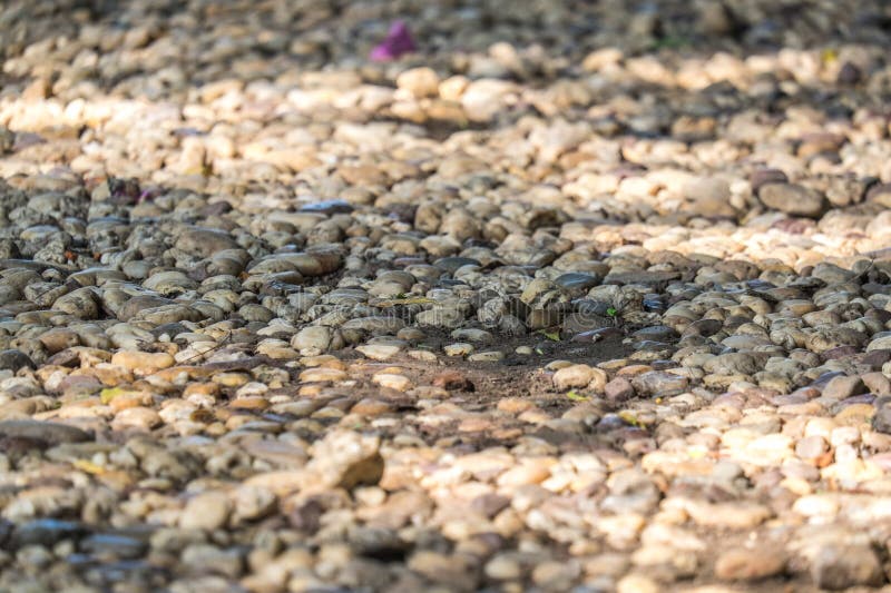 Rock on the ground stock photo. Image of asphalt, closeup - 73940546