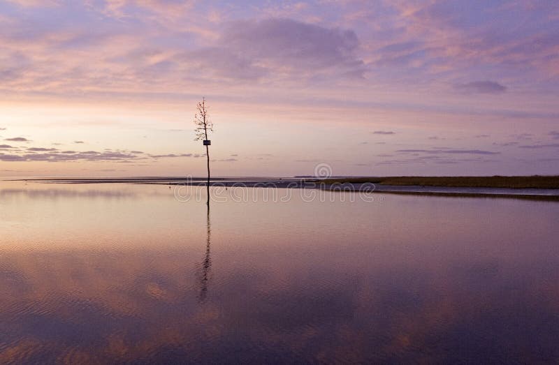 Rock Harbor Tree at Orleans, Cape Cod Stock Photo - Image of tree ...