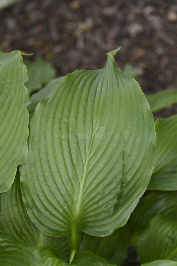 Rock hosta stock image. Image of hosta, outdoors, longipes - 233327659
