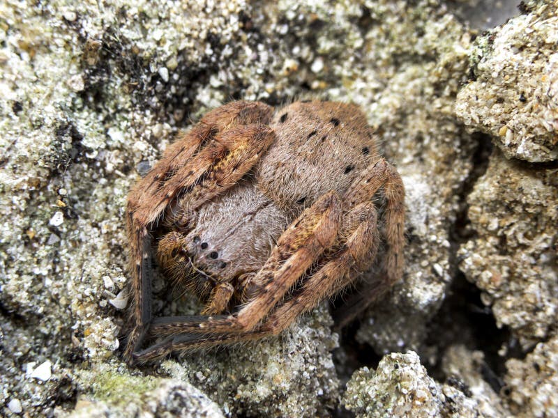 Rock Huntsman Spider Curled Up on a Rock. Stock Photo - Image of ...