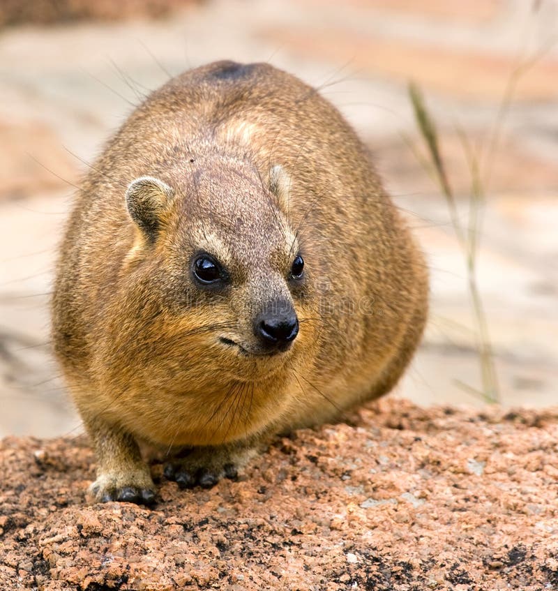 Rock hyrax stock photo. Image of rodent, closeup, african - 13135364