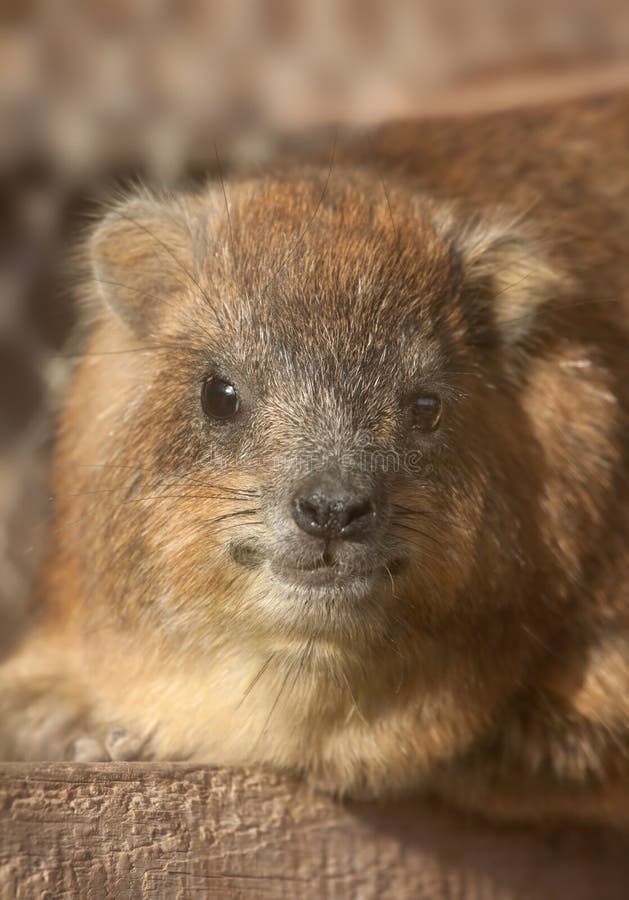 Rock Hyrax stock photo. Image of rock, face, close, nature - 18649396